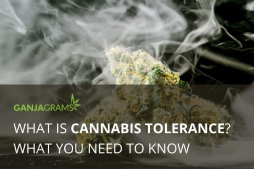 What is Cannabis Tolerance? What You Need to Know - Ganjagrams