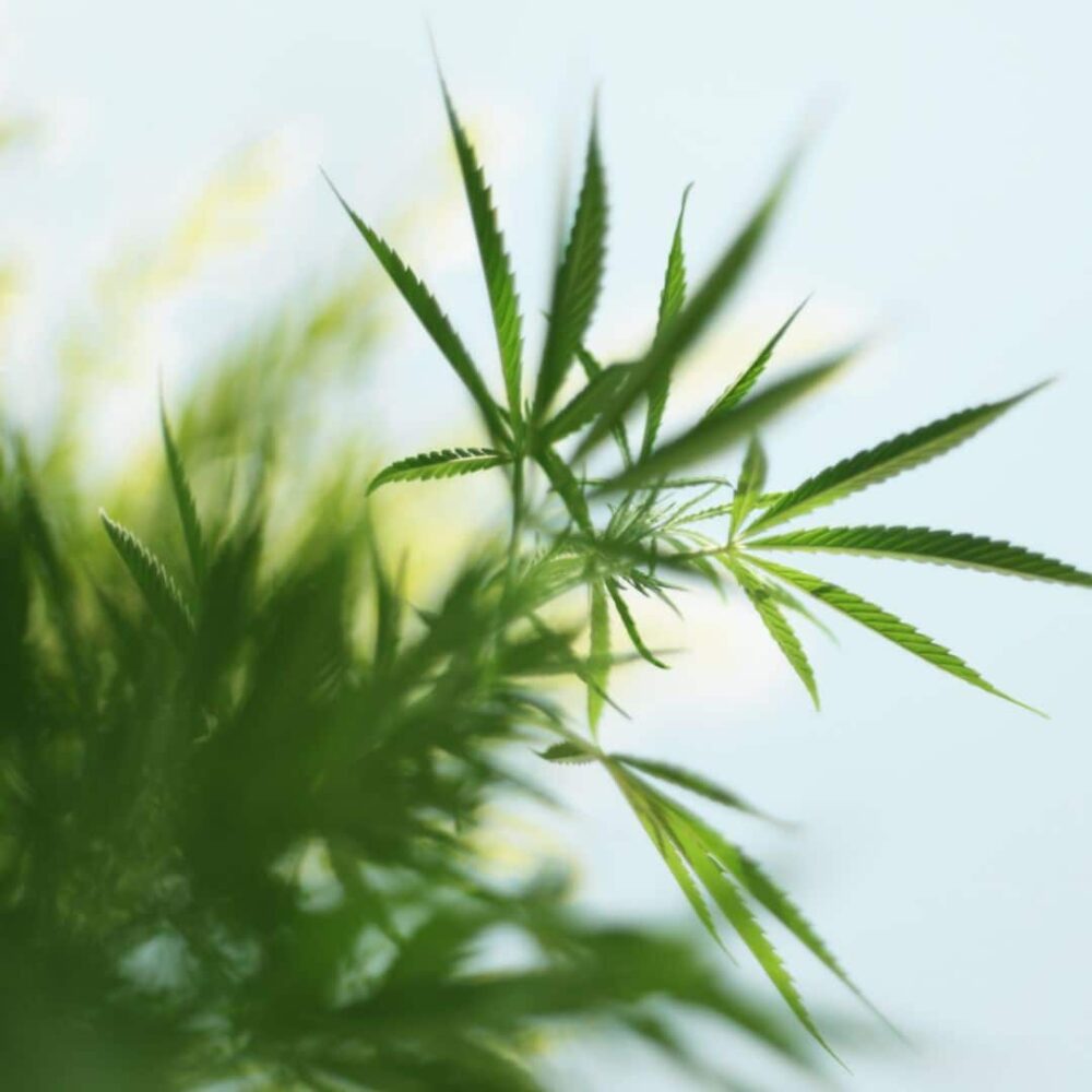 What is Cannabis Tolerance? What You Need to Know - Ganjagrams